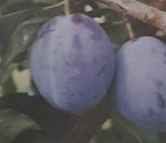 Quetsche d’Alsace – Les pépins d'Emilio