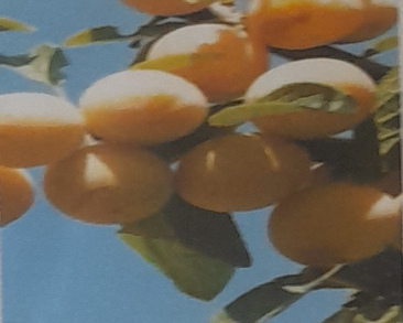 Reine Claude Dorée – Les pépins d'Emilio